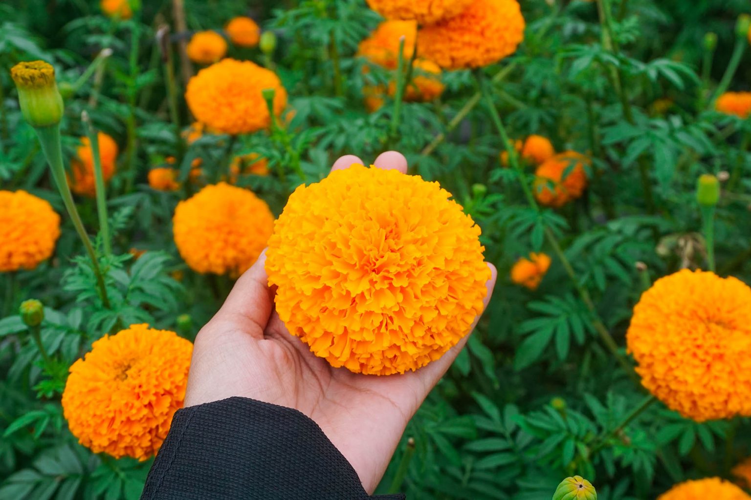 Ladang Bunga Gemitir di Klungkung, Bali – Siti Mustiani