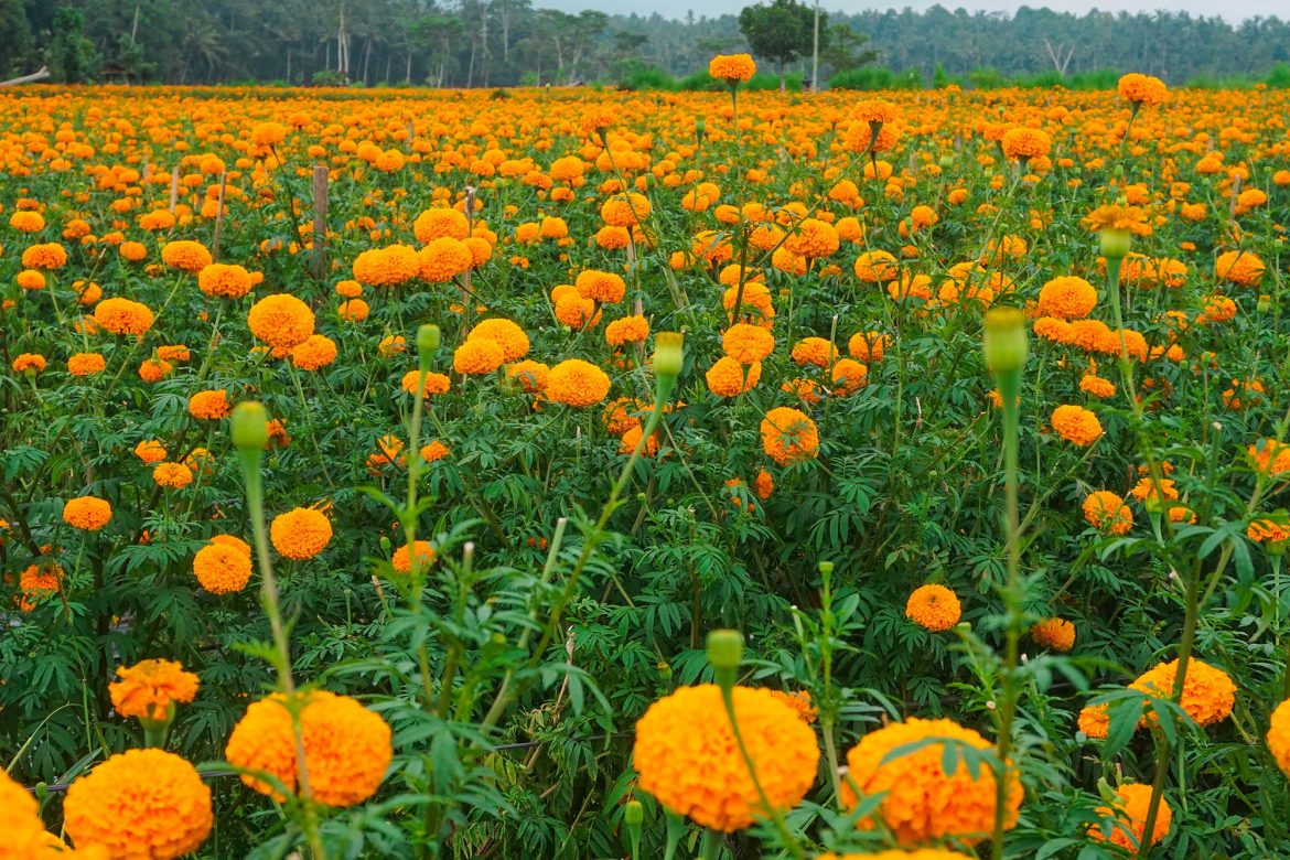 Ladang Bunga Gemitir di Klungkung, Bali • Siti Mustiani